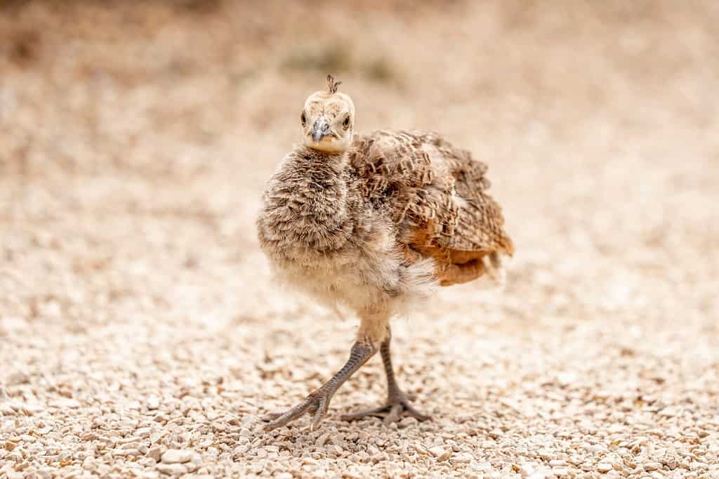 Baby Peacock: 8 Pictures and 8 Incredible Facts - A-Z Animals