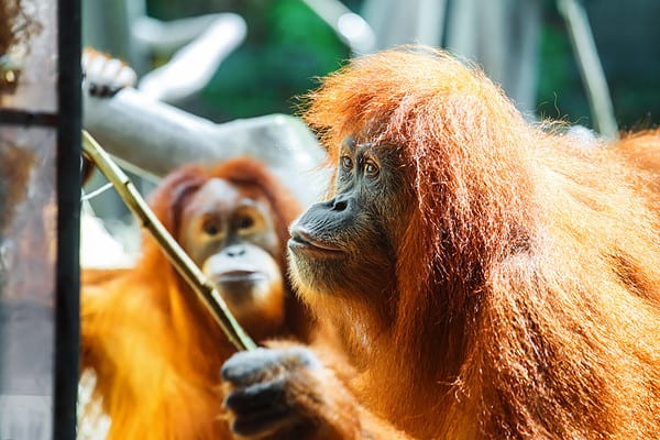 Are Orangutans Smart? Everything We Know About Their Intelligence - A-Z ...