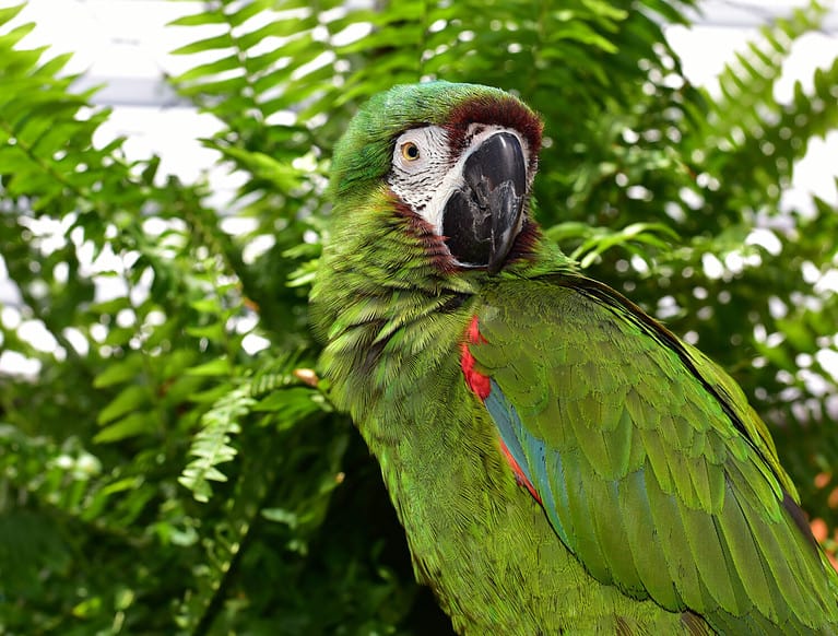 Macaw Colors: Most Common to Rarest - A-Z Animals