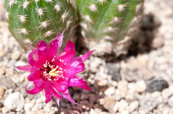 Peanut Cactus 101: Care and Growth Tips - A-Z Animals
