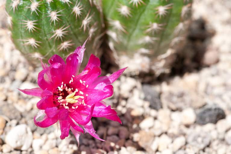Peanut Cactus 101: Care and Growth Tips - A-Z Animals