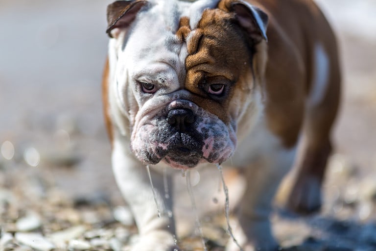 41 Clever and Amazing Bulldog Names - A-Z Animals