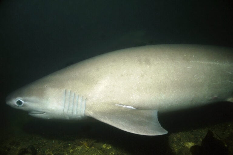 What Lives in the Baltic Sea and Is It Safe to Swim? - A-Z Animals