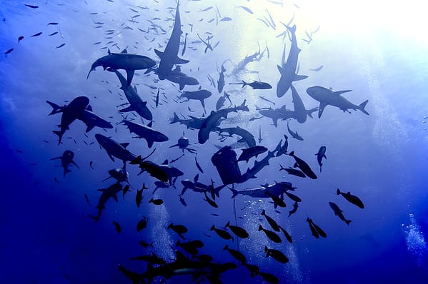 Oil Rig Reveals Thousands of Sharks Swarming the Gulf Below - A-Z Animals