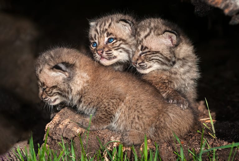 Bobcat Population by State: How Many Live in Yours? - A-Z Animals