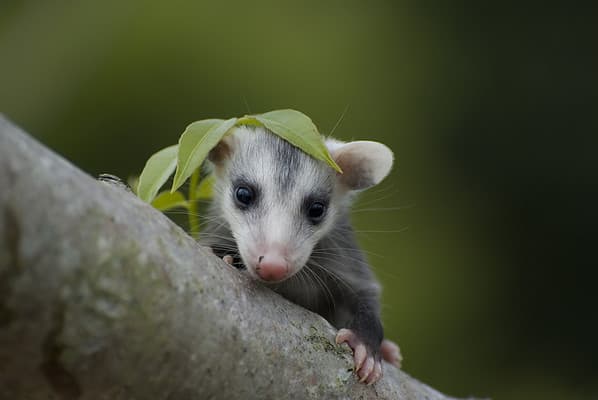 How Big Do Opossums Get? See Their Size Versus Other Critters - A-Z Animals