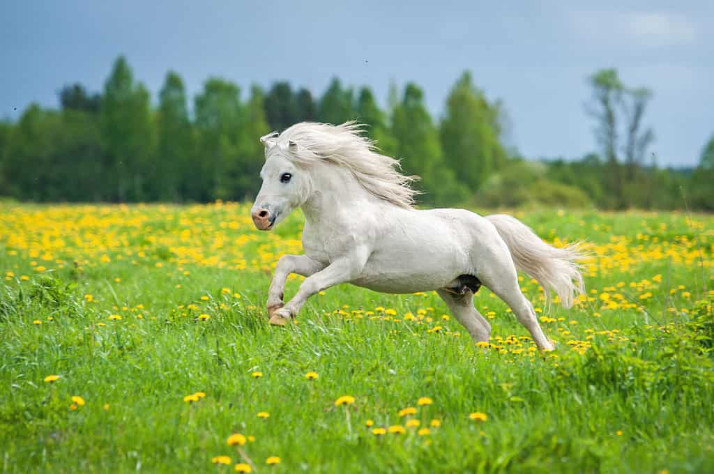 A Complete Guide to Popular Pony Breeds - A-Z Animals Slideshows