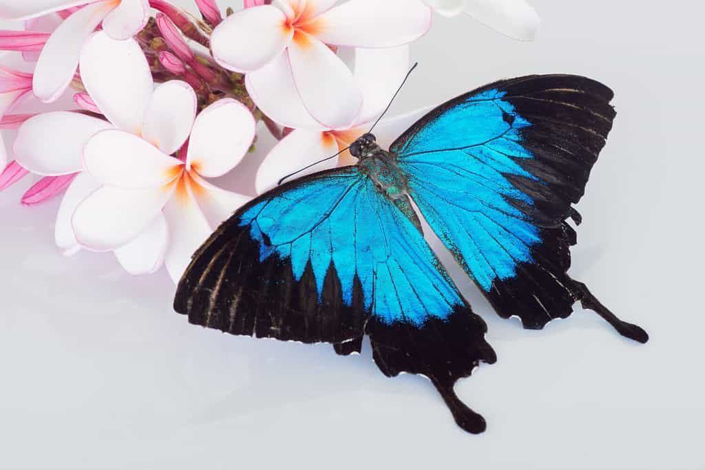 Ulysses Butterfly Animal Facts - Papilio ulysses - A-Z Animals