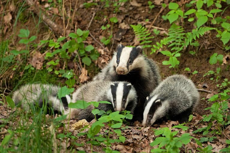 Have You Ever Heard a Badger Shout? - A-Z Animals
