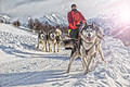 Can You Keep Up? These Animals Have Unbelievable Endurance - A-Z Animals