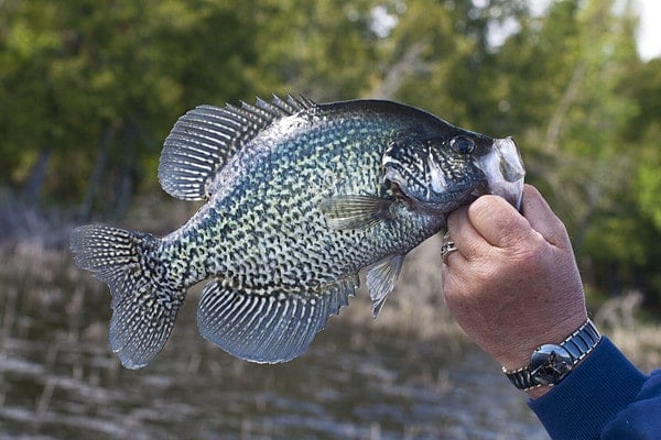 Black Crappie Animal Pictures | A-Z Animals
