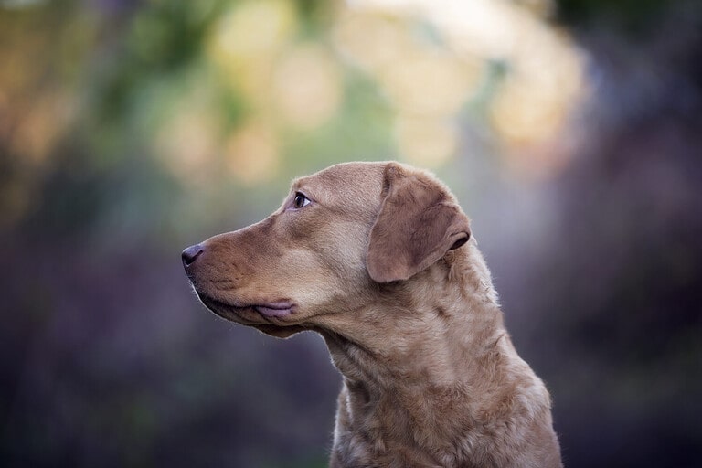 Chesapeake Bay Retriever Colors: Rarest to Most Common - A-Z Animals