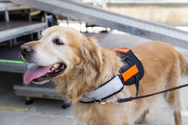 Types of Working Dogs - A-Z Animals