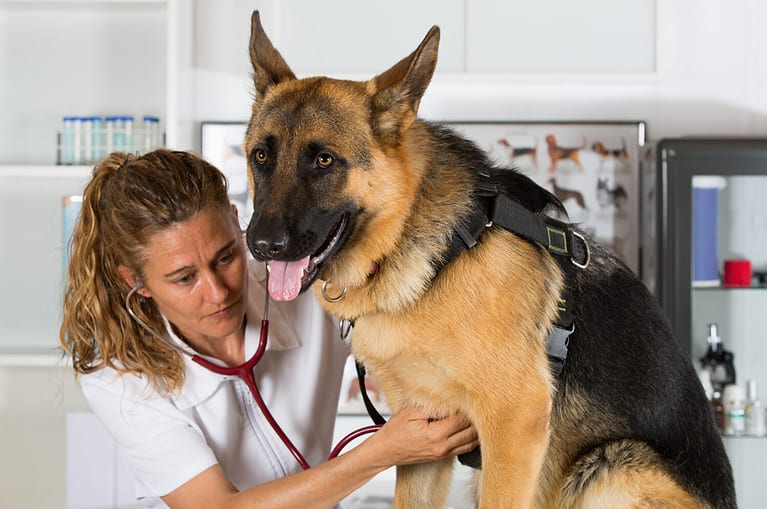 The Genetic Downside to Purebred Dog Breeding - A-Z Animals
