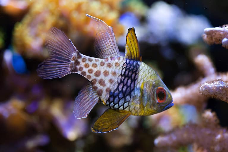 The 17 Most Colorful Saltwater Fish - A-Z Animals