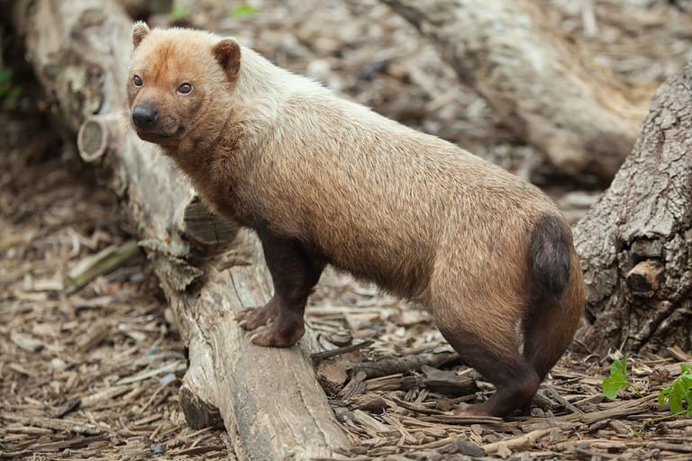 Bush Dog Animal Pictures | A-Z Animals