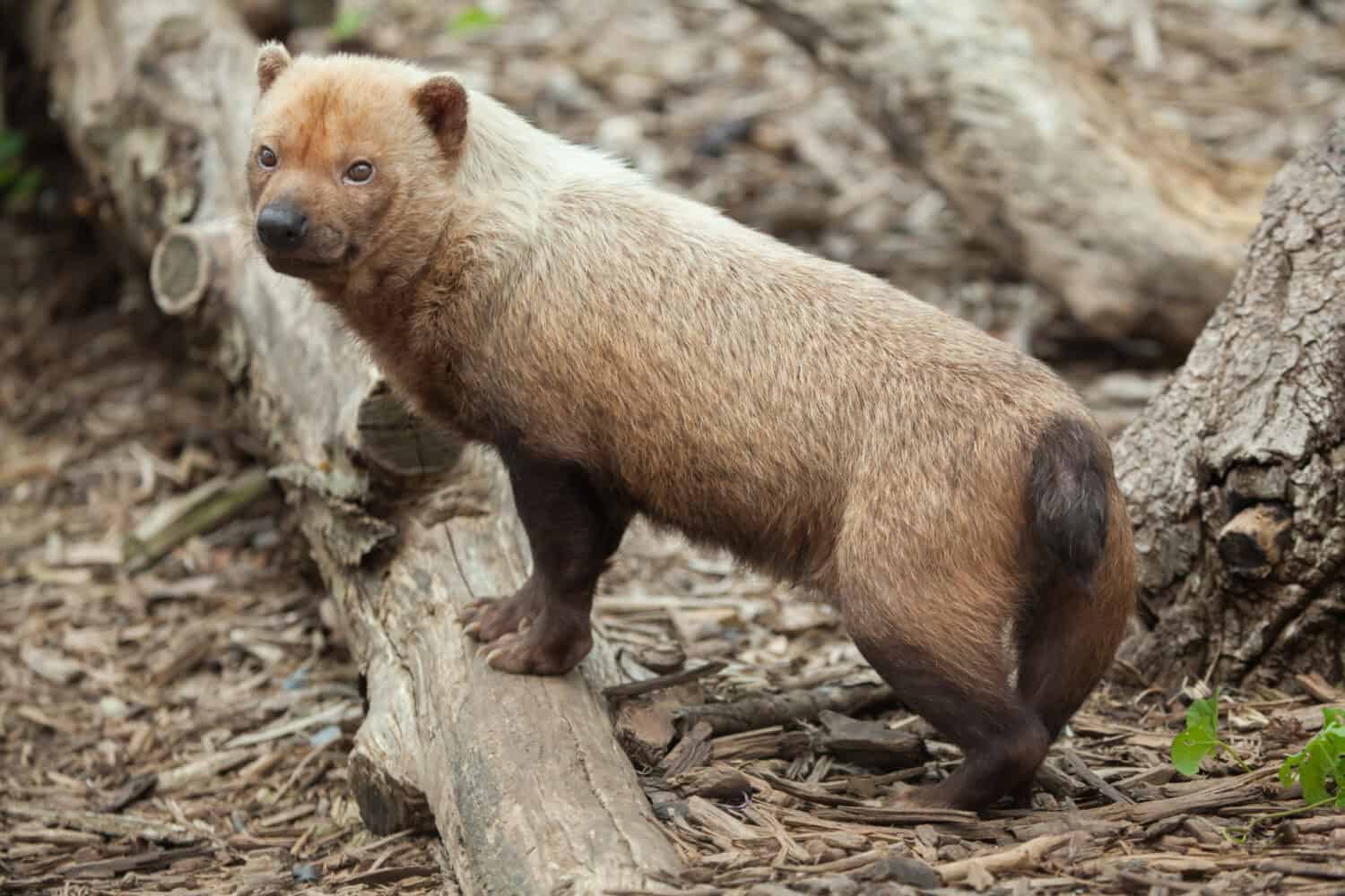 Bush Dog Pictures - AZ Animals
