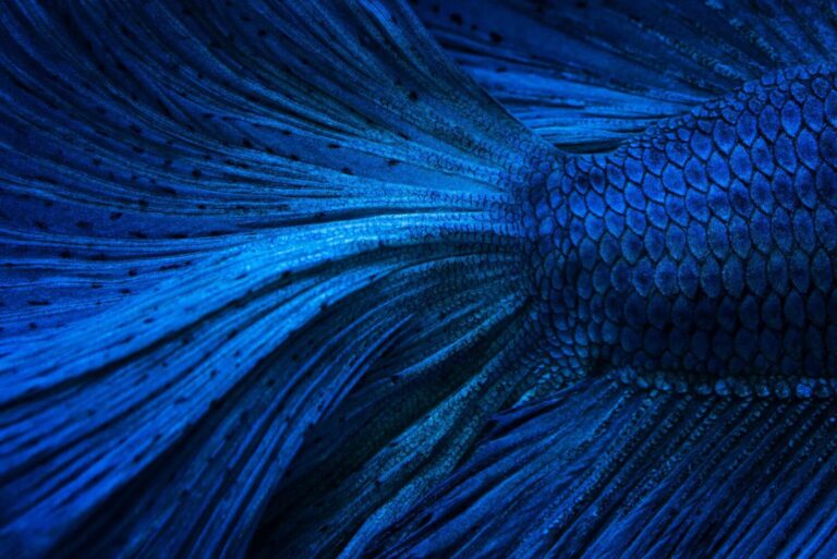 Discover the 20 Rarest and Most Unique Betta Fish Colors - A-Z Animals