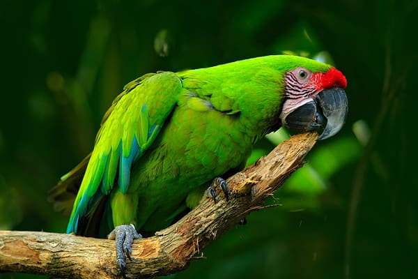 These 14 Animals Have the Absolute Best Memory - A-Z Animals