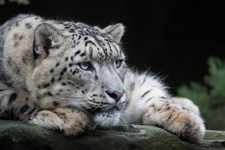 The 10 Most Stunning Apex Predators From Around the World - A-Z Animals