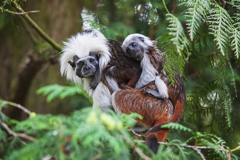 Baby Monkey: 5 Fascinating Facts and 5 Adorable Pictures - A-Z Animals