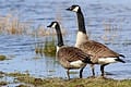 Do Geese Mate for Life? 5 Amazing Facts About These Loyal Birds - A-Z ...