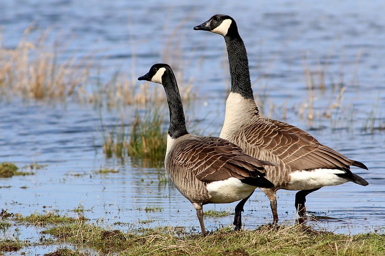 What's the Difference Between a Male vs. Female Goose? - A-Z Animals
