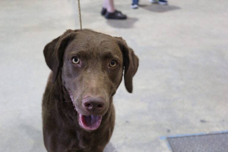 Chesapeake Bay Retriever Colors: Rarest to Most Common - A-Z Animals