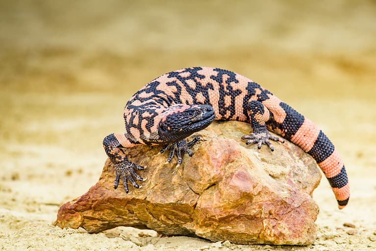 Discover the Many Colors Of Lizards (Rarest to Most Common) - A-Z Animals