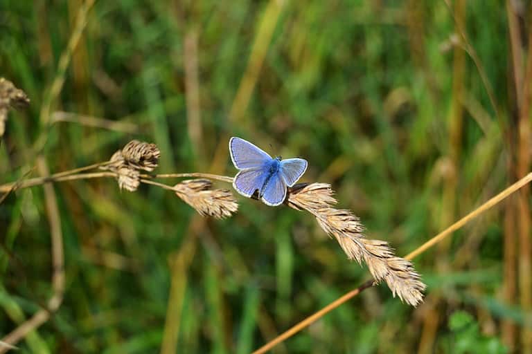 Why More Than 1% of This Insect Species Disappears Each Year - A-Z Animals