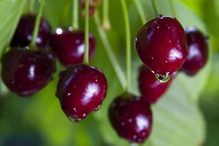 6 Fruit Trees That Thrive in Zone 7 - A-Z Animals