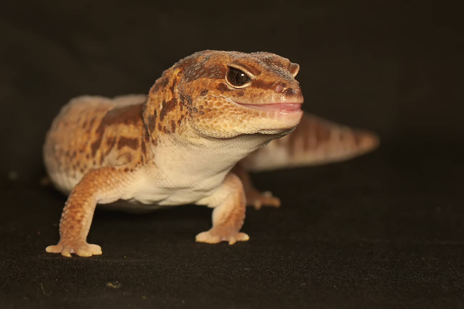 African Fat-Tailed Gecko Colors: Rarest to Most Common