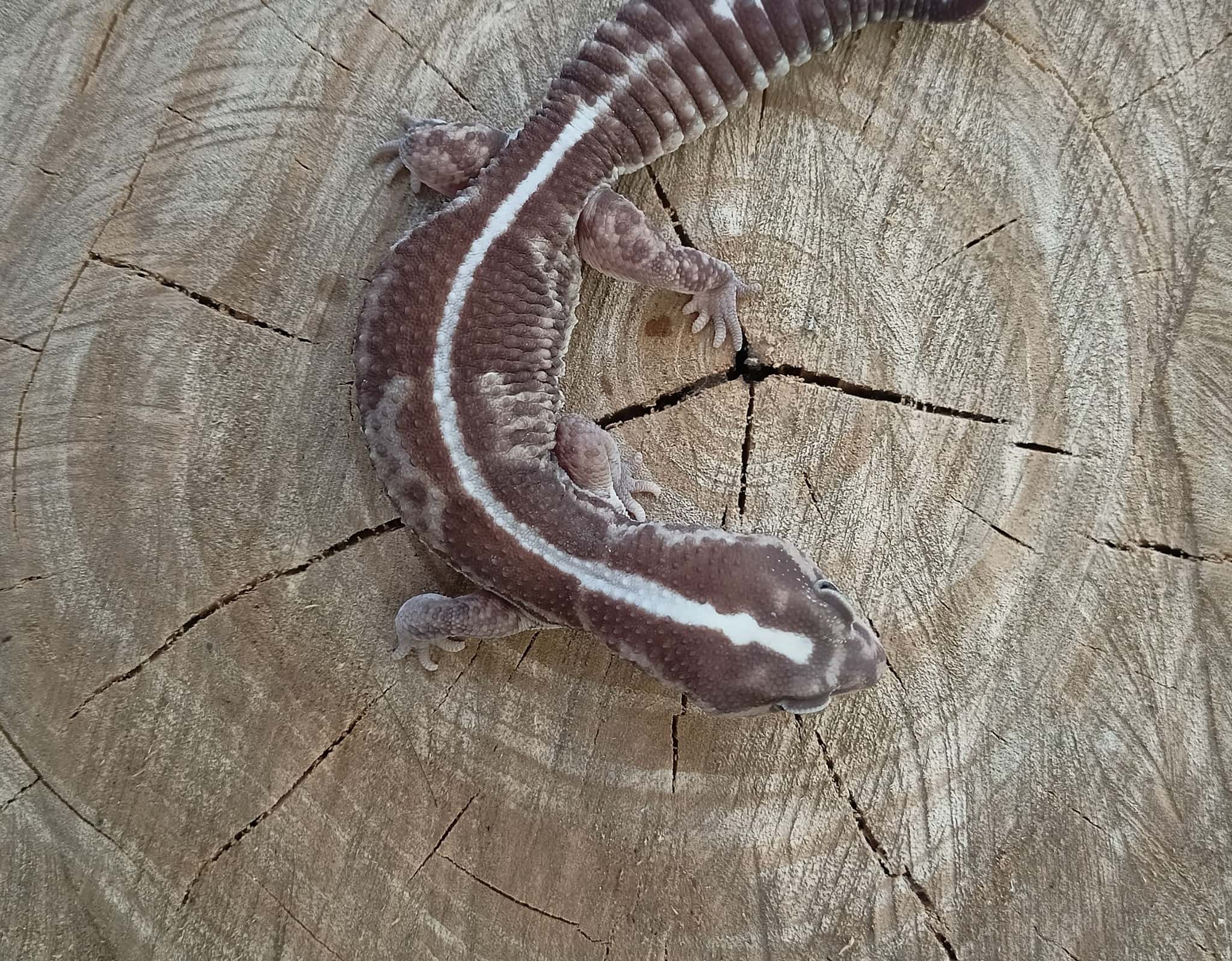 African Fat-Tailed Gecko Colors: Rarest to Most Common