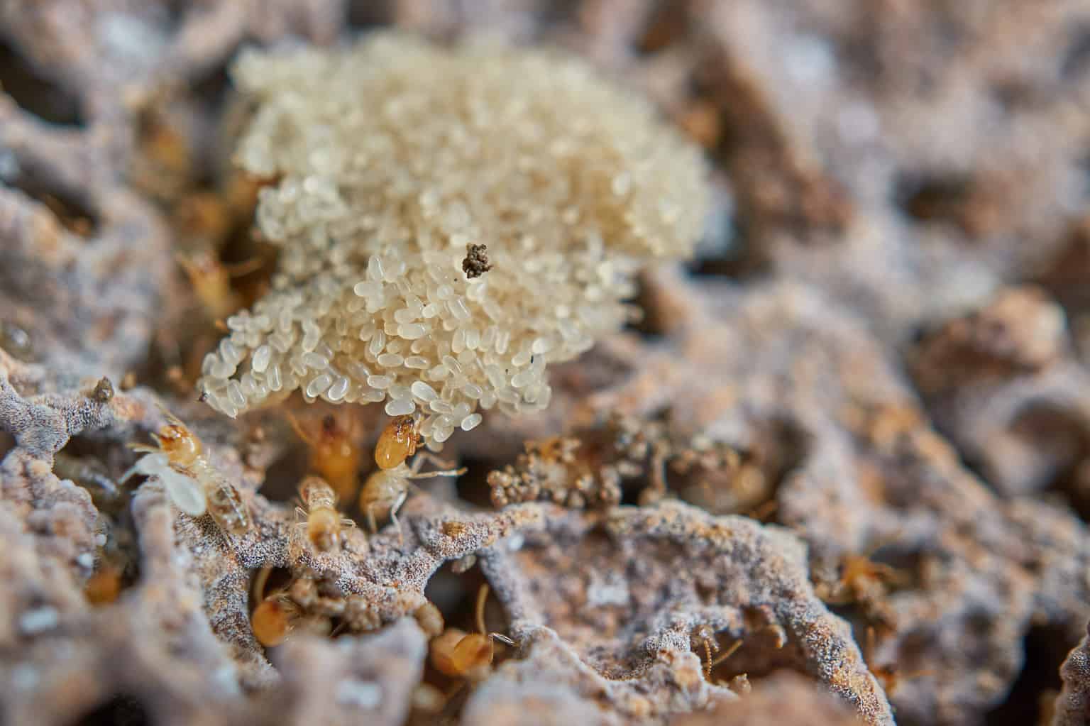 Termite Eggs: How to Properly Identify Them and What to Do If You Have ...