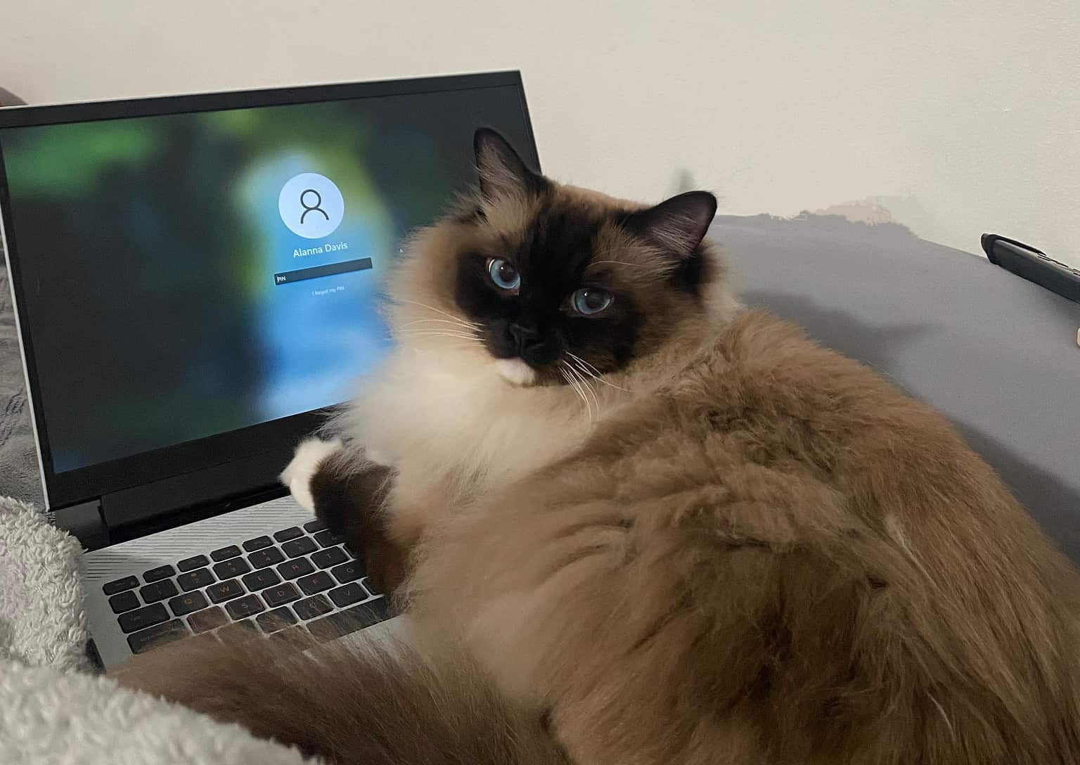 Ragdoll Colors: Rarest to Most Common - A-Z Animals