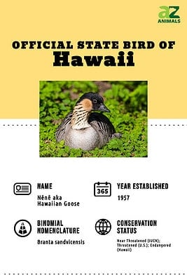 Discover the Official State Bird of Hawaii - A-Z Animals