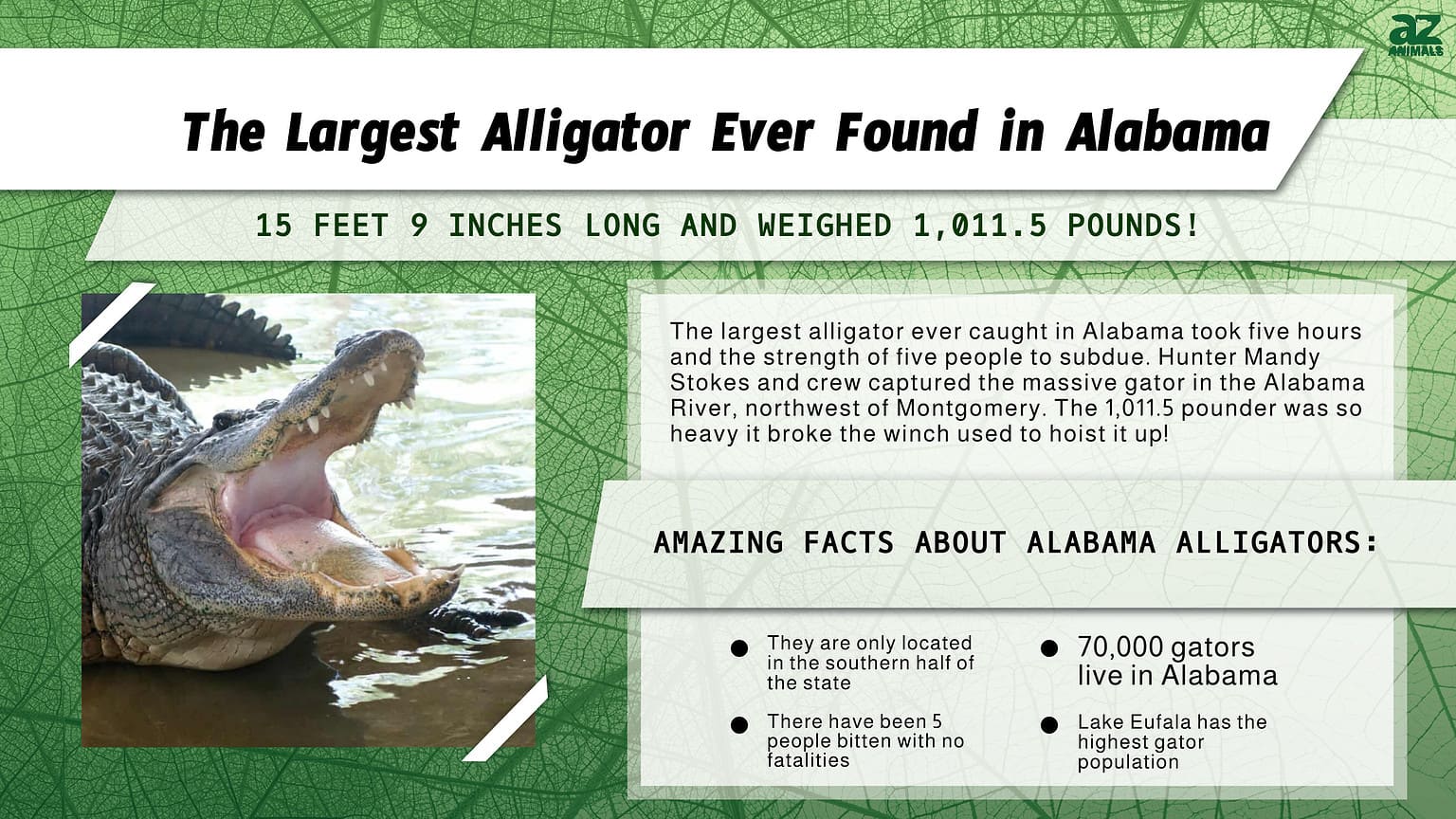 The Biggest Alligator Ever Found in Alabama - A-Z Animals