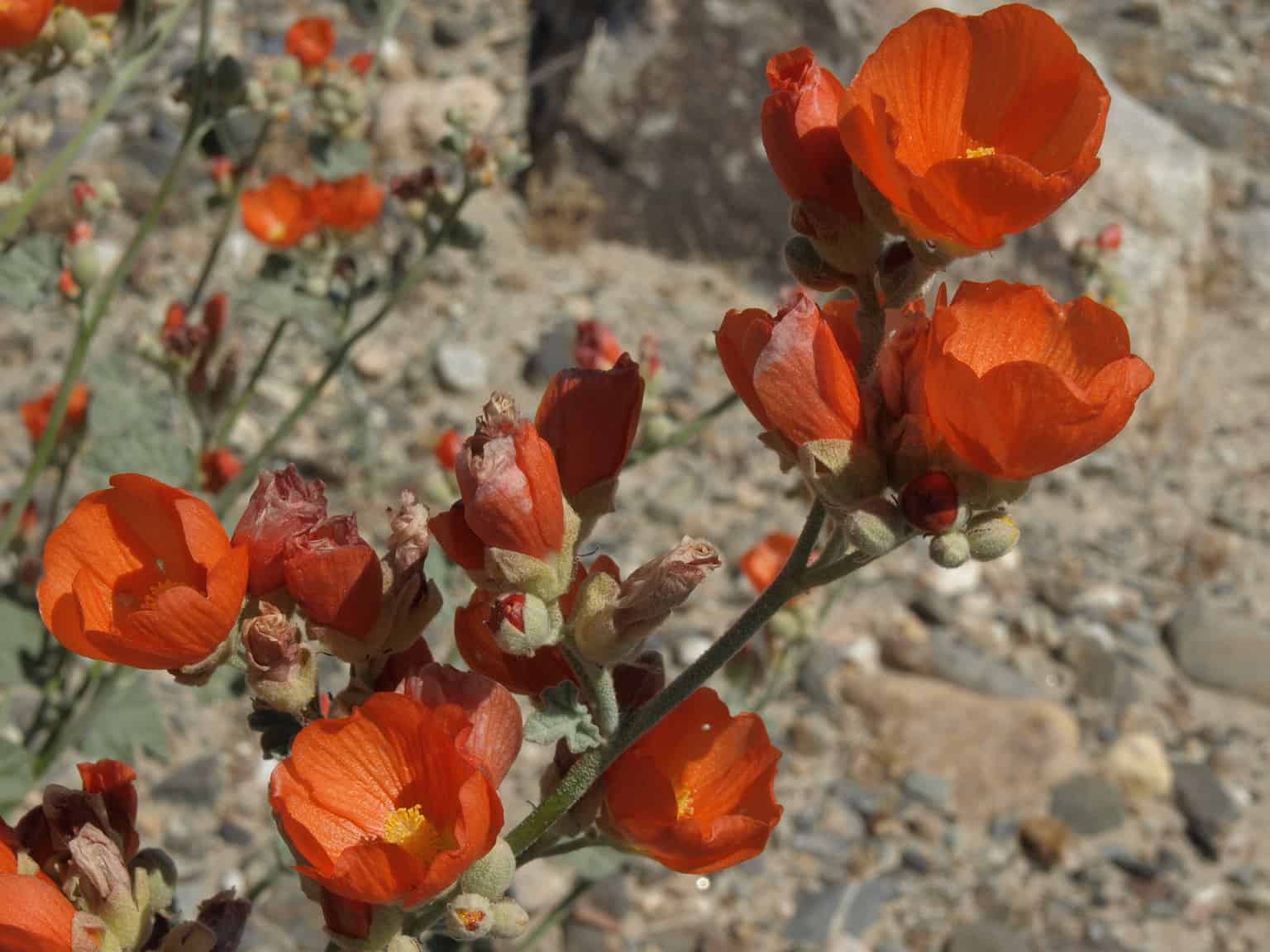 25 Beautiful Types of Orange Wildflowers - A-Z Animals