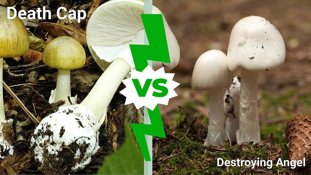 Death Cap Mushrooms vs Destroying Angels - A-Z Animals