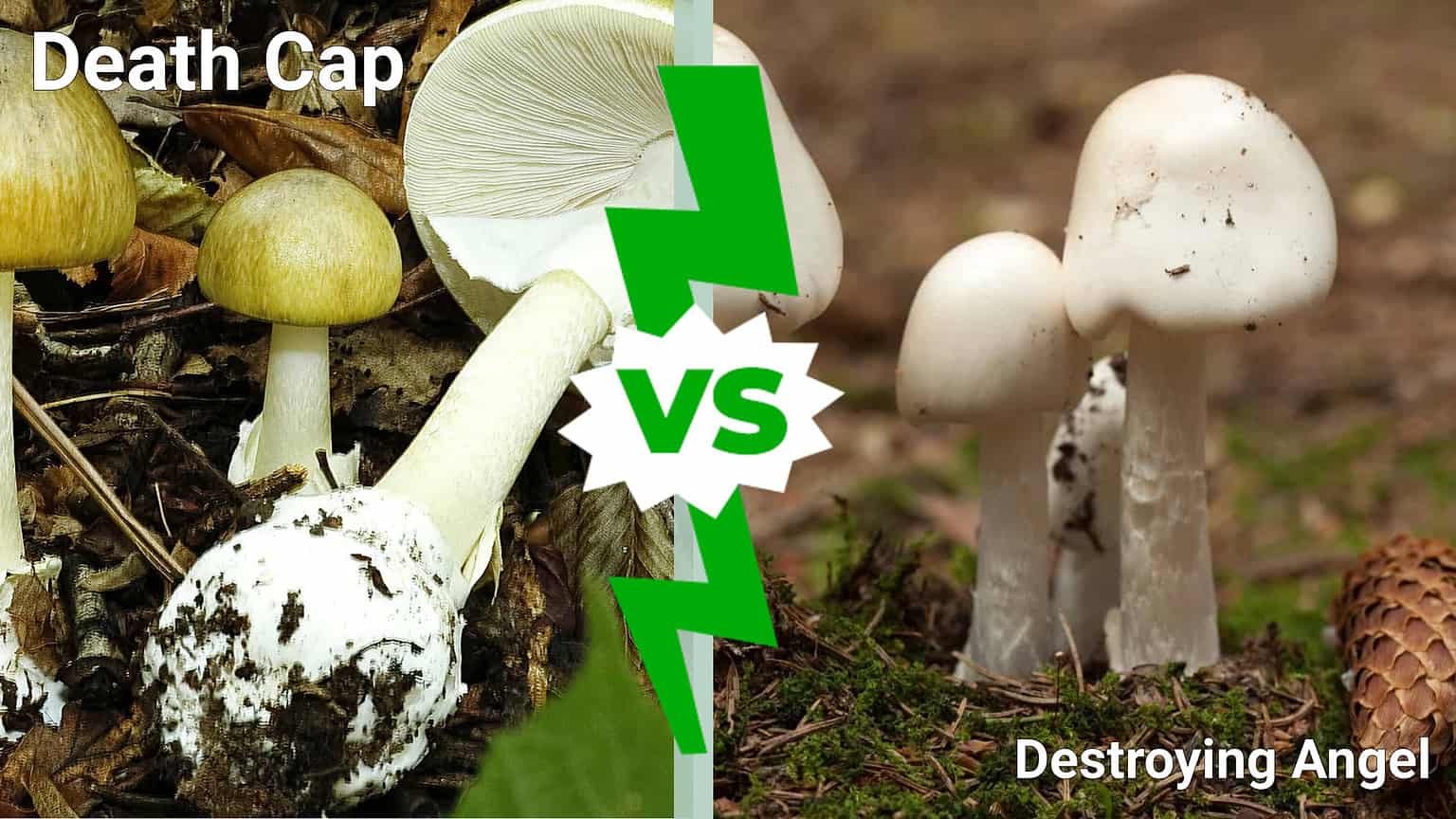 Death Cap Mushrooms vs Destroying Angels - A-Z Animals
