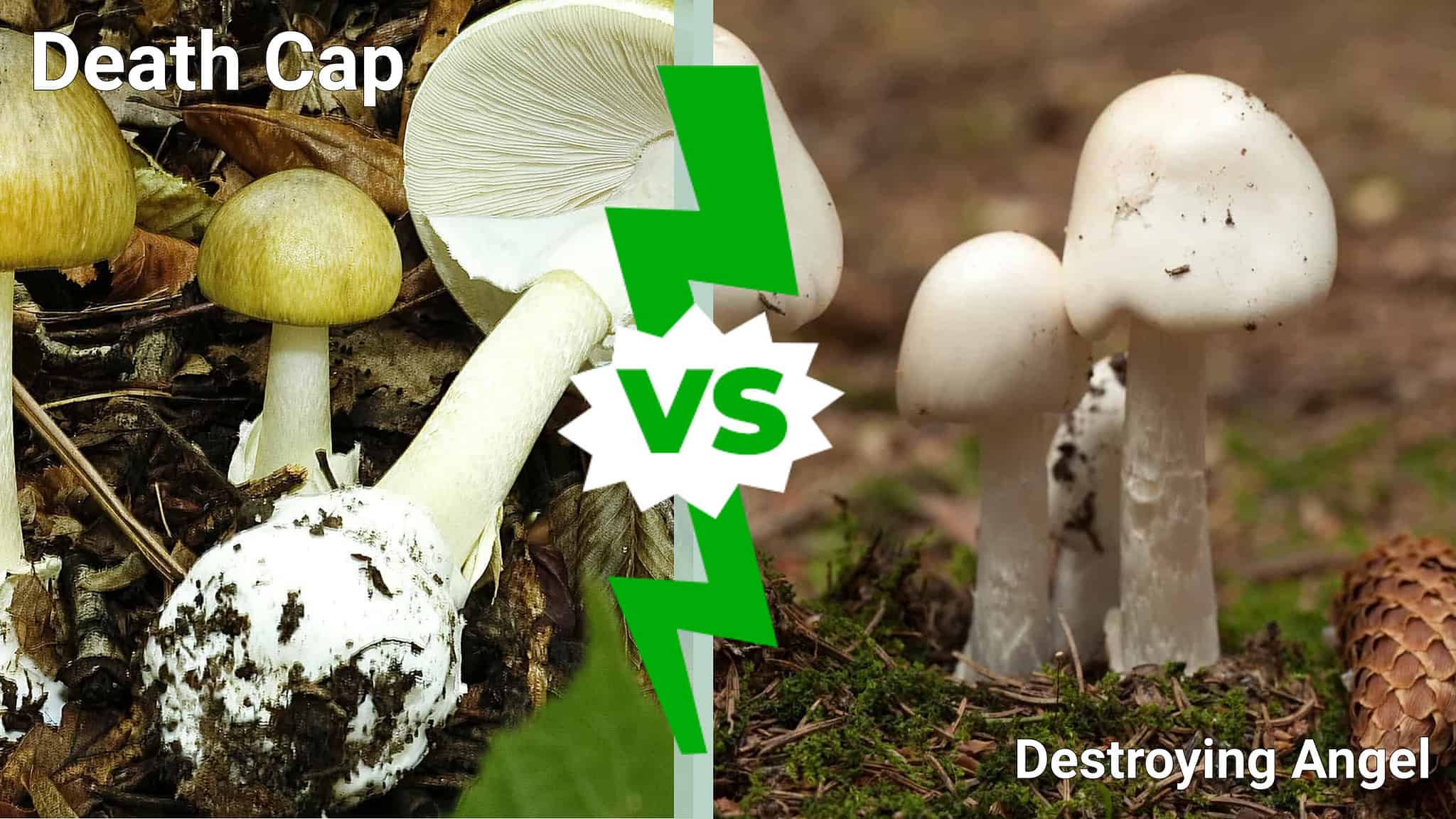 Death Cap Mushrooms vs Destroying Angels - A-Z Animals