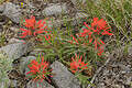 5 Types of Parasitic Plants - A-Z Animals