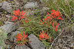 5 Types of Parasitic Plants - A-Z Animals