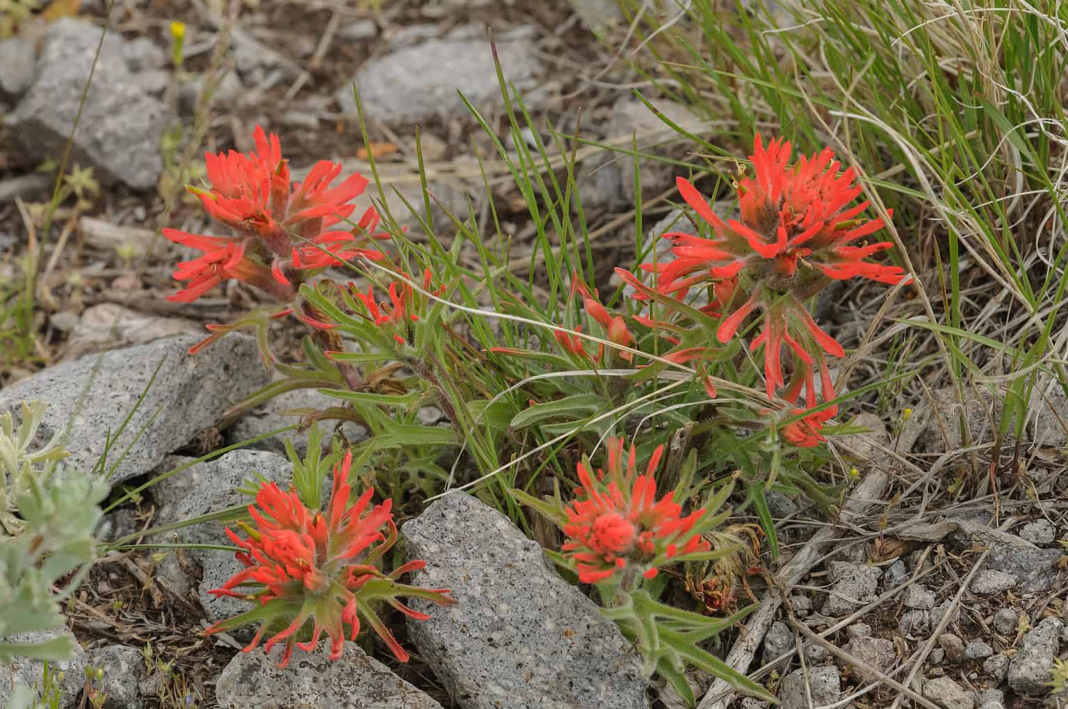 25 Beautiful Types of Orange Wildflowers - A-Z Animals