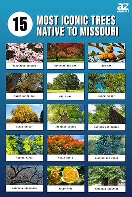 The 15 Most Iconic Trees Native to Missouri - A-Z Animals