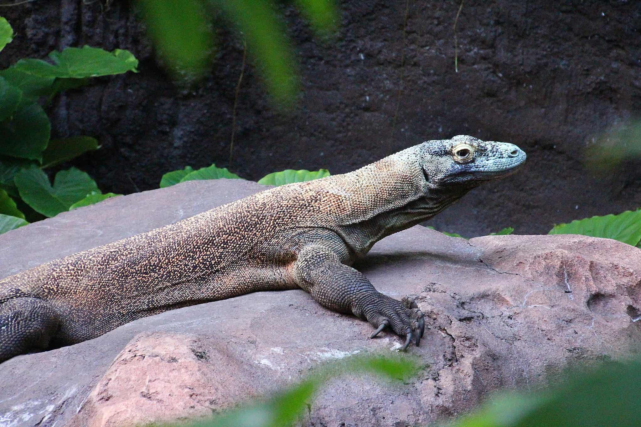 Discover 42 Amazing Zoos Where You Can See Komodo Dragons - A-Z Animals
