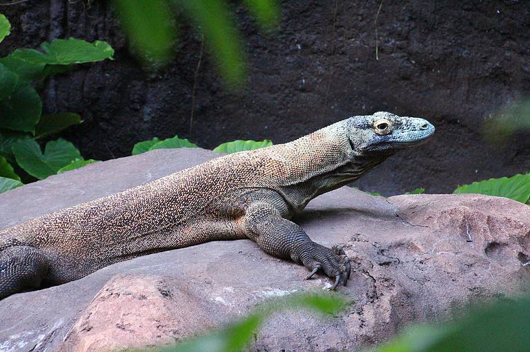 Discover the 9 Fastest Reptiles in the World - A-Z Animals