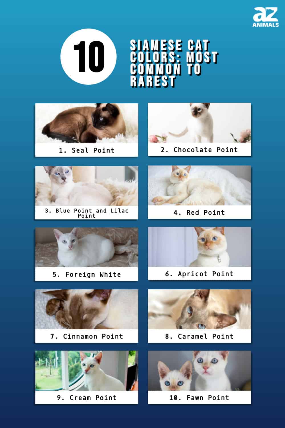 Siamese Cat Colors: Most Common to Rarest - A-Z Animals