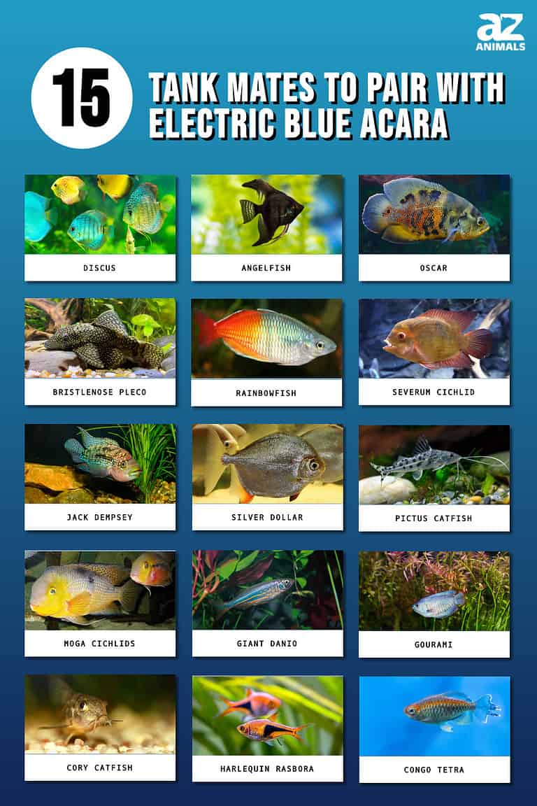 15 Ideal Tank Mates to Pair with Electric Blue Acara - A-Z Animals