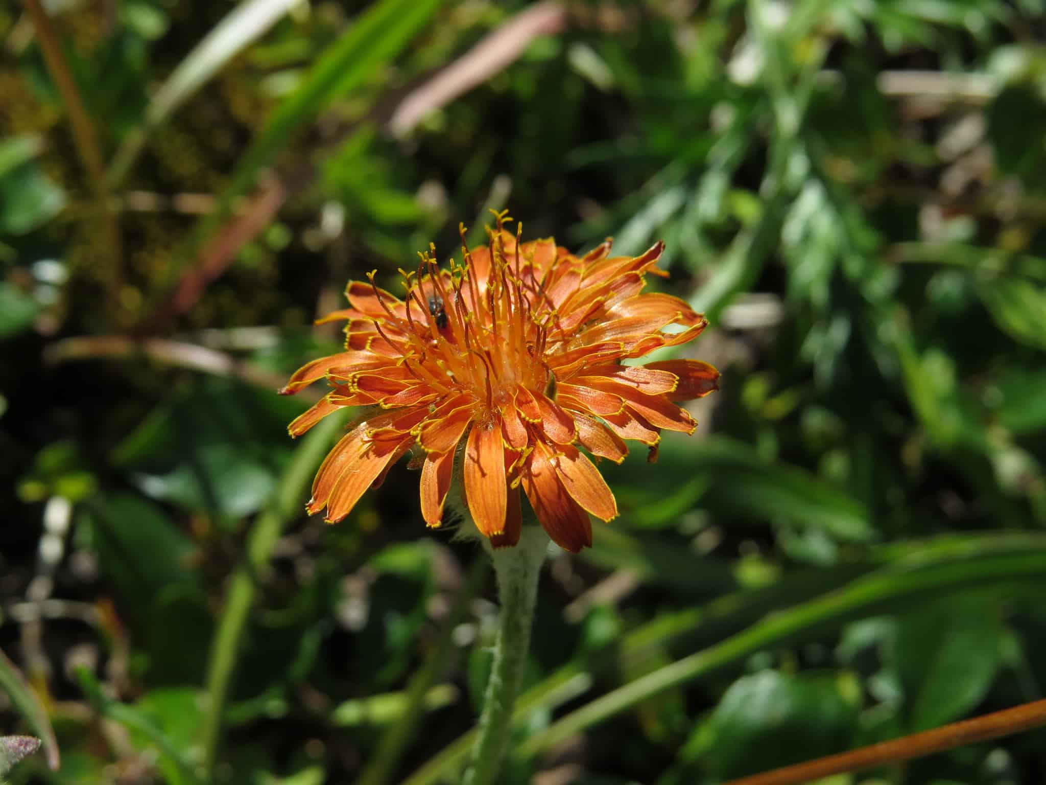 25 Beautiful Types of Orange Wildflowers - A-Z Animals